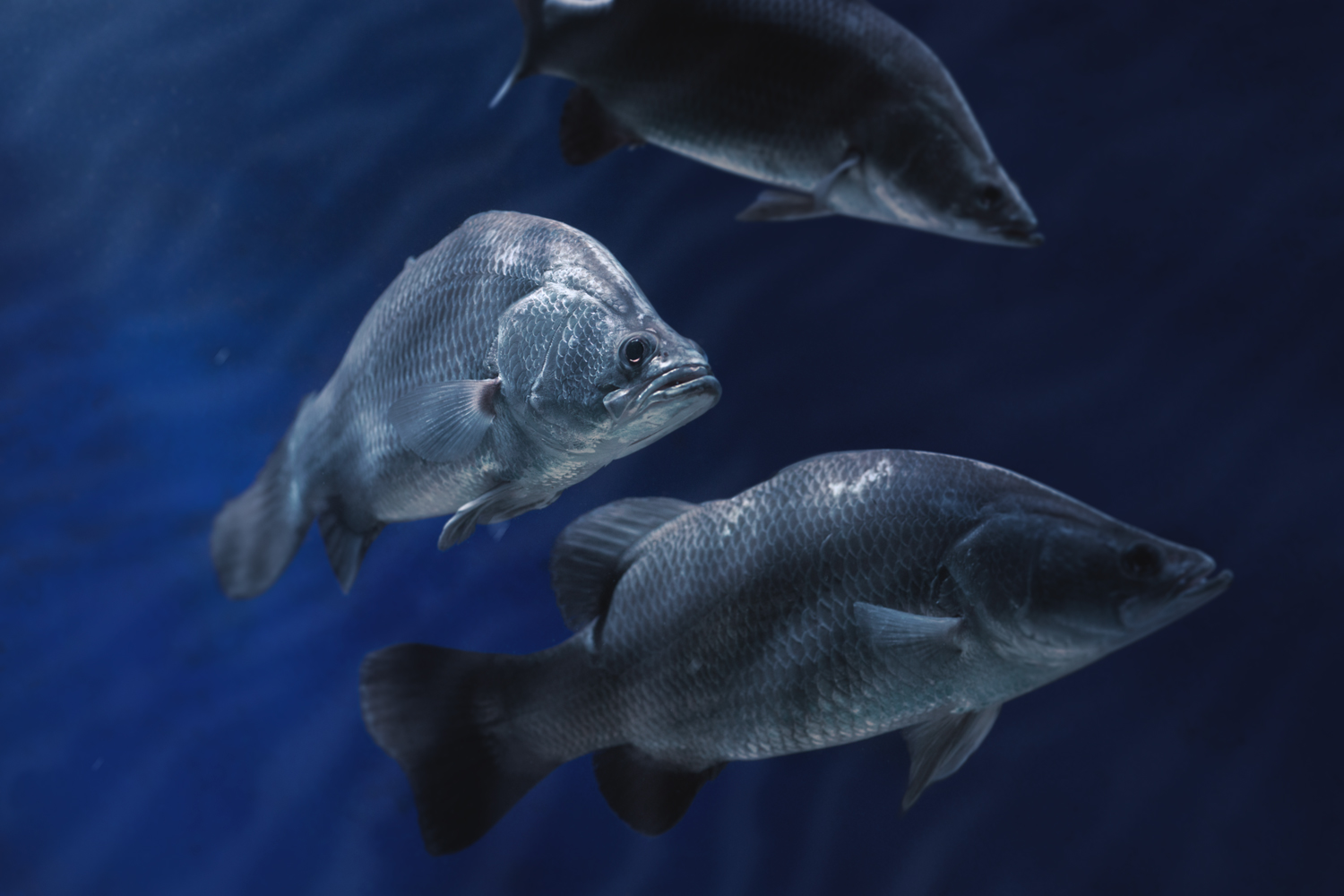 Infinity Blue Barramundi - Home